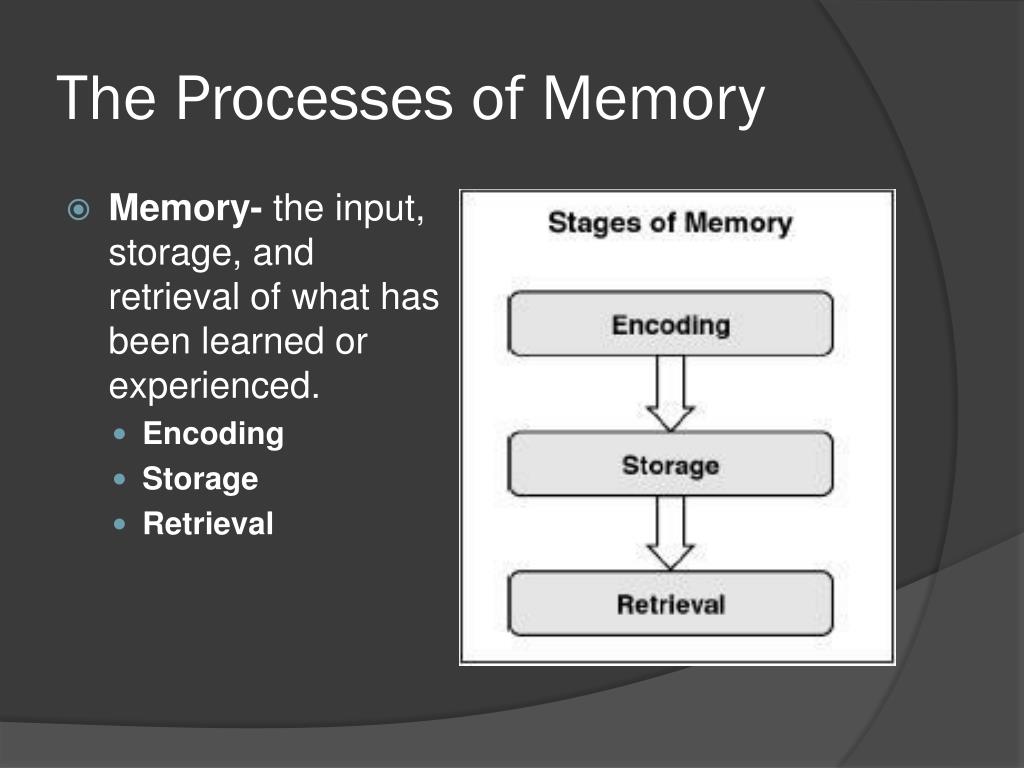 PPT - Understanding Memory Processes: Encoding, Storage, and Retrieval PowerPoint Presentation ...