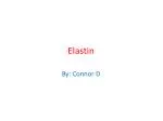 PPT - ELASTIN PowerPoint Presentation, free download - ID:2216488