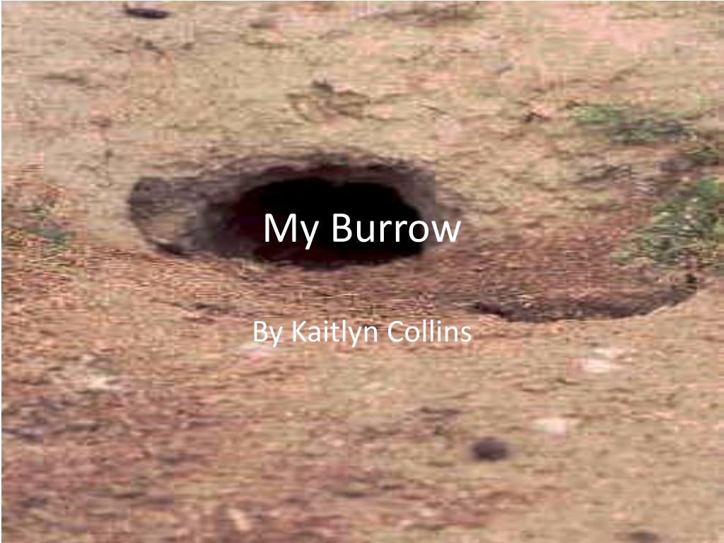PPT - My Burrow PowerPoint Presentation, free download - ID:2815344