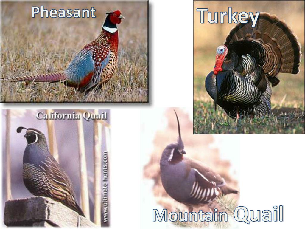 PPT - Antelope PowerPoint Presentation, free download - ID:2815781