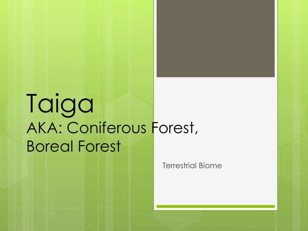 PPT - Taiga AKA: Coniferous Forest, Boreal Forest PowerPoint ...