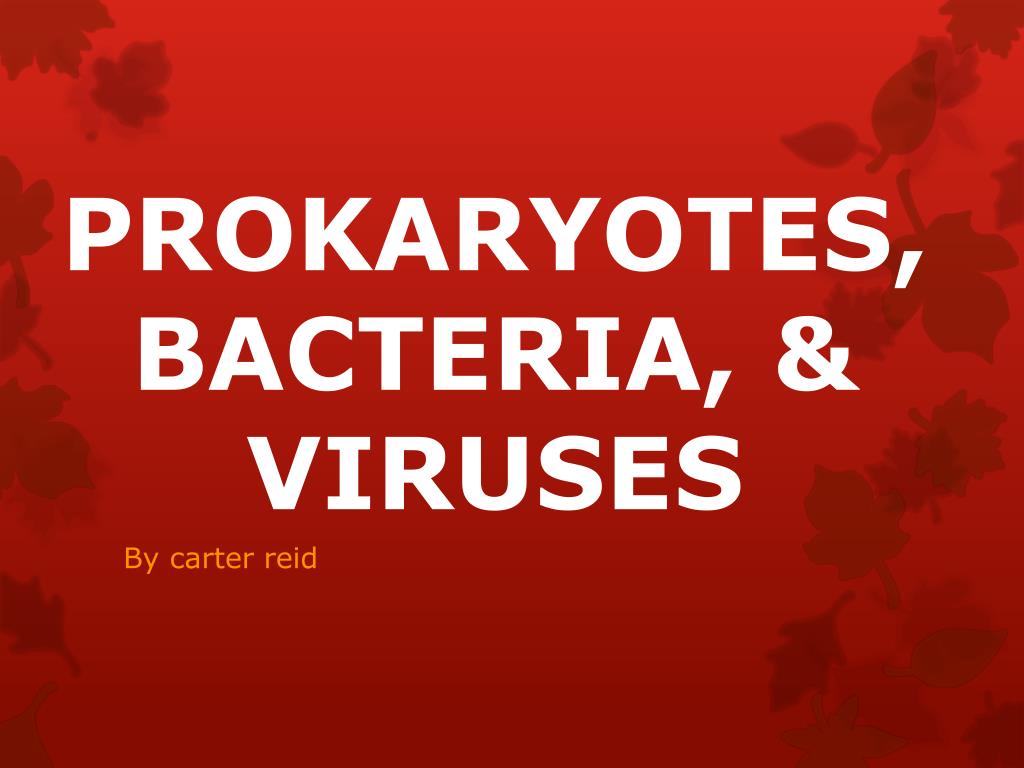 PPT - PROKARYOTES, BACTERIA, & VIRUSES PowerPoint Presentation - ID:2817256