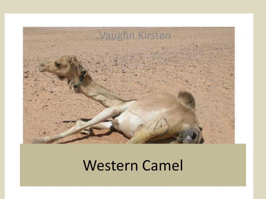 PPT - Western Camel PowerPoint Presentation, free download - ID:2820029