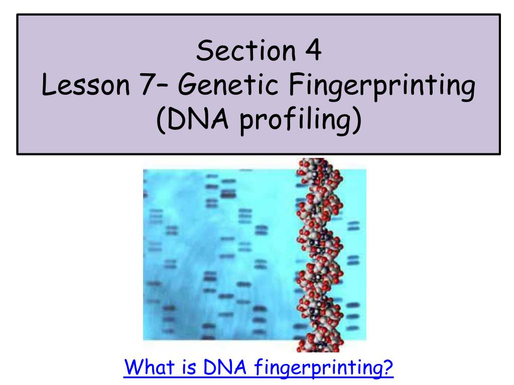 PPT - Section 4 Lesson 7 – Genetic Fingerprinting (DNA profiling ...