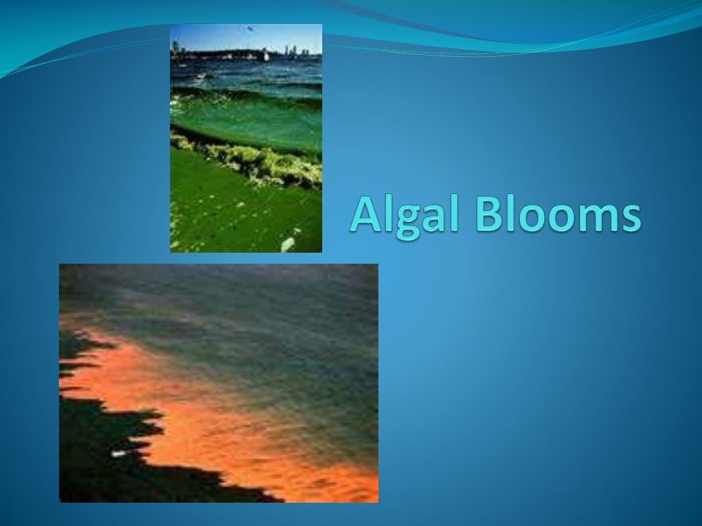 PPT - Algal Blooms PowerPoint Presentation, free download - ID:2822348