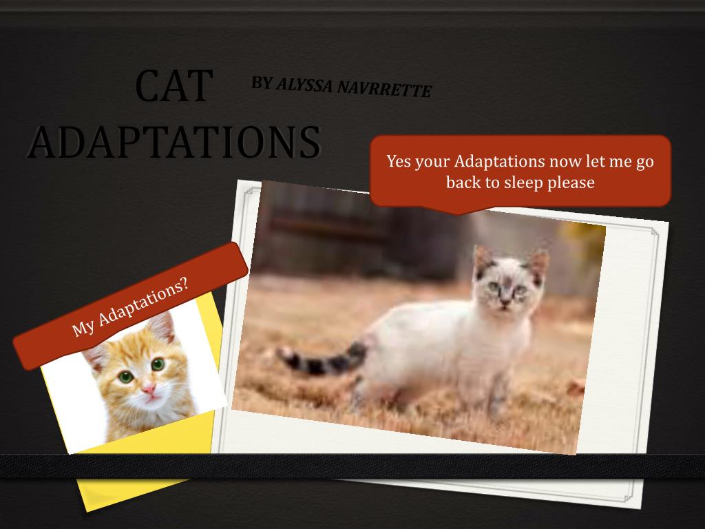 PPT - CAT ADAPTATIONS PowerPoint Presentation, free download - ID:2823226