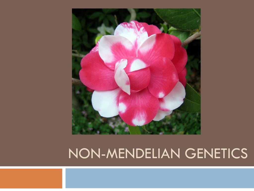 PPT - Non- Mendelian genetics PowerPoint Presentation, free download ...