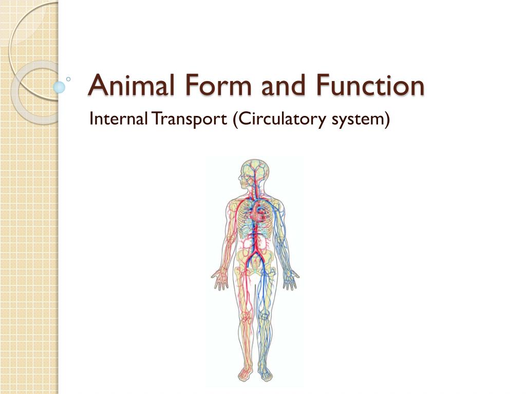 PPT - Animal Form and Function PowerPoint Presentation, free download ...