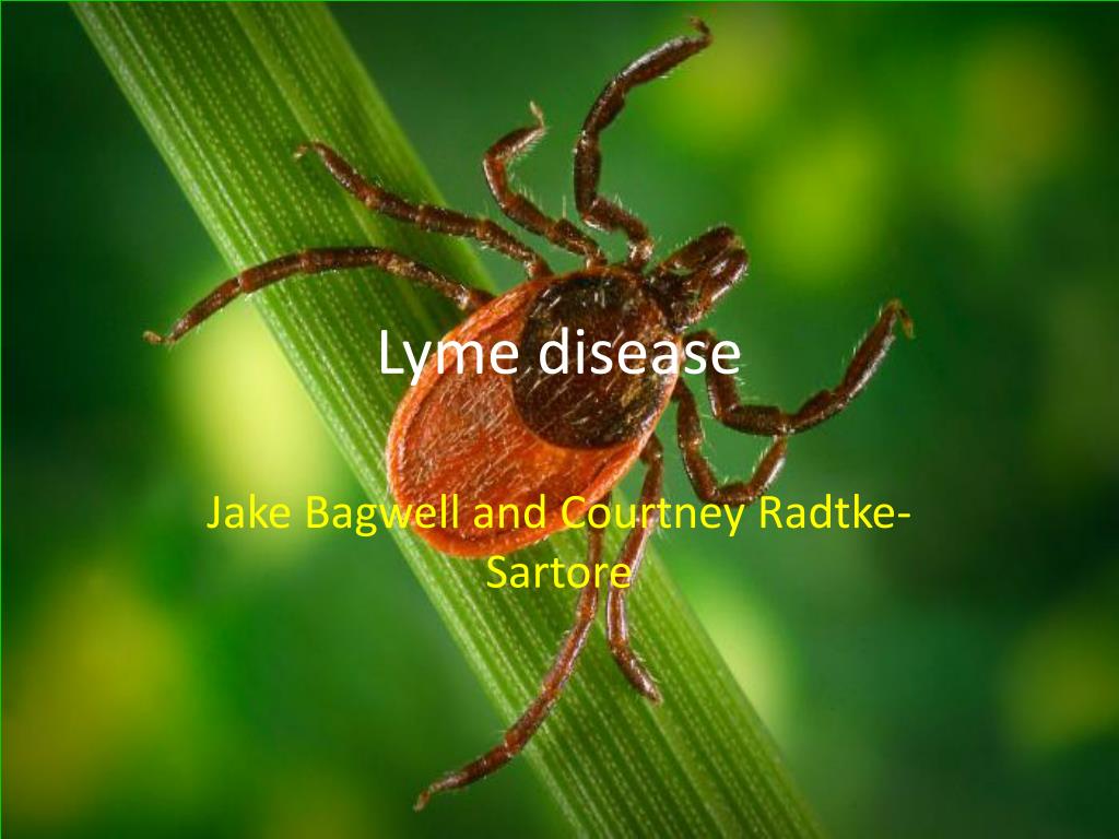 PPT - Lyme disease PowerPoint Presentation, free download - ID:2825886