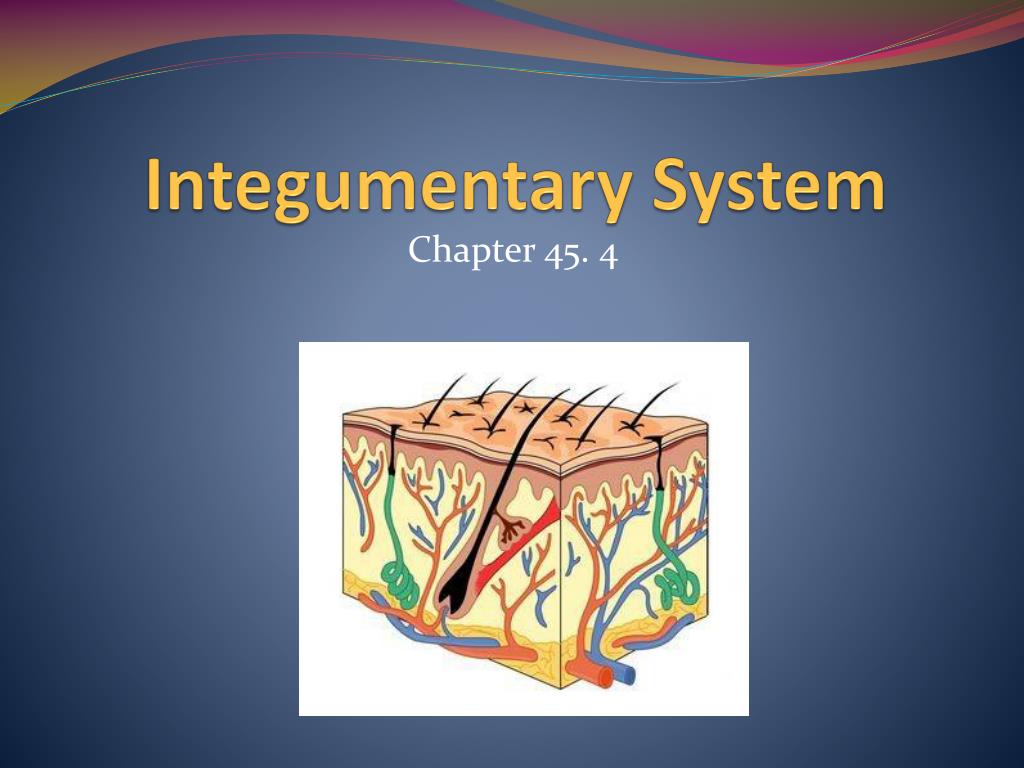 PPT - Integumentary System PowerPoint Presentation, free download - ID ...