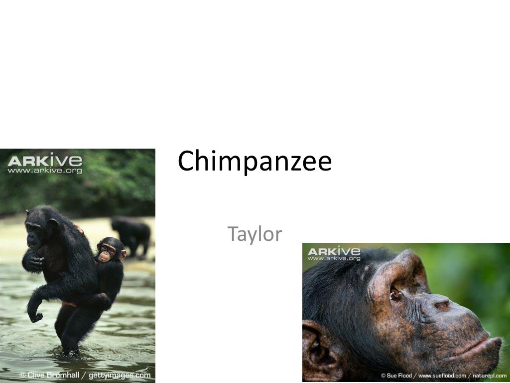 PPT - Chimpanzee PowerPoint Presentation, free download - ID:2828452