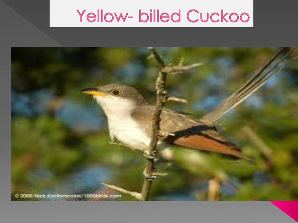 PPT - Yellow- billed Cuckoo PowerPoint Presentation, free download - ID:2828870