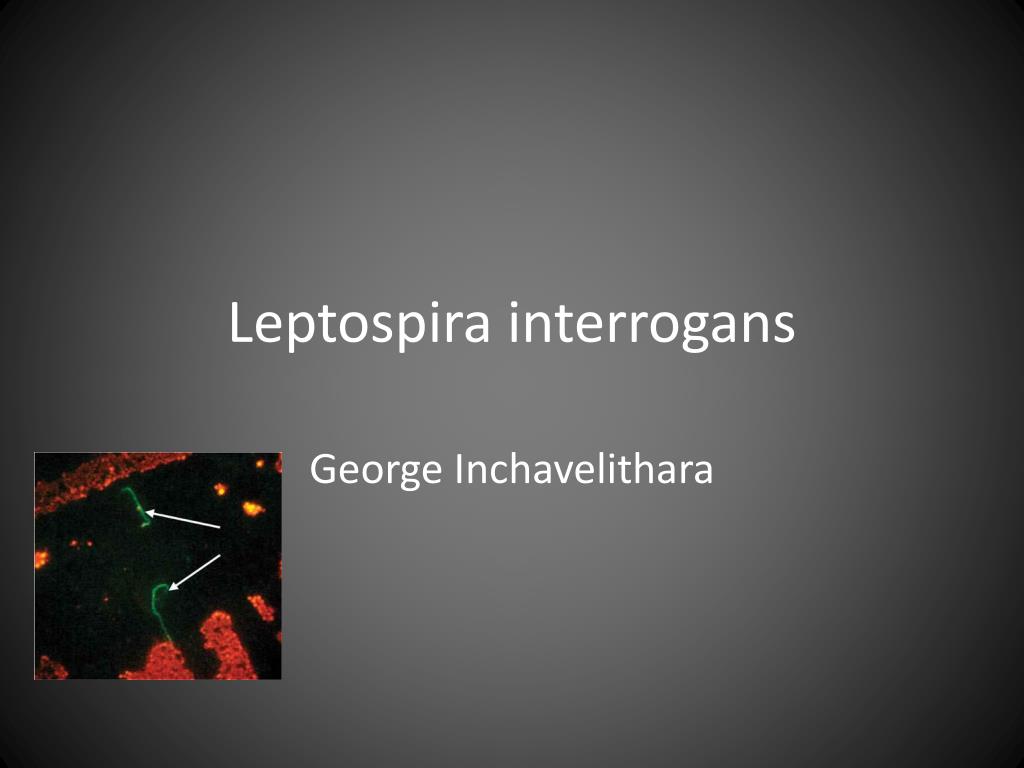 PPT - Leptospira interrogans PowerPoint Presentation, free download ...