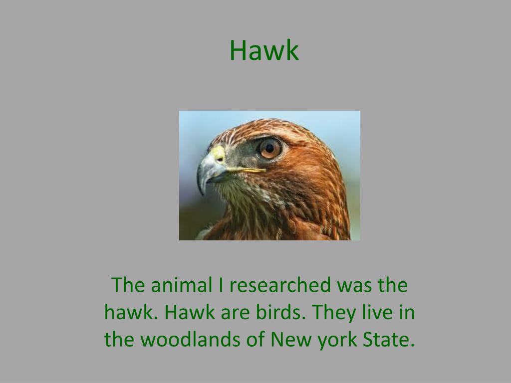 PPT - Hawk PowerPoint Presentation, free download - ID:2828938