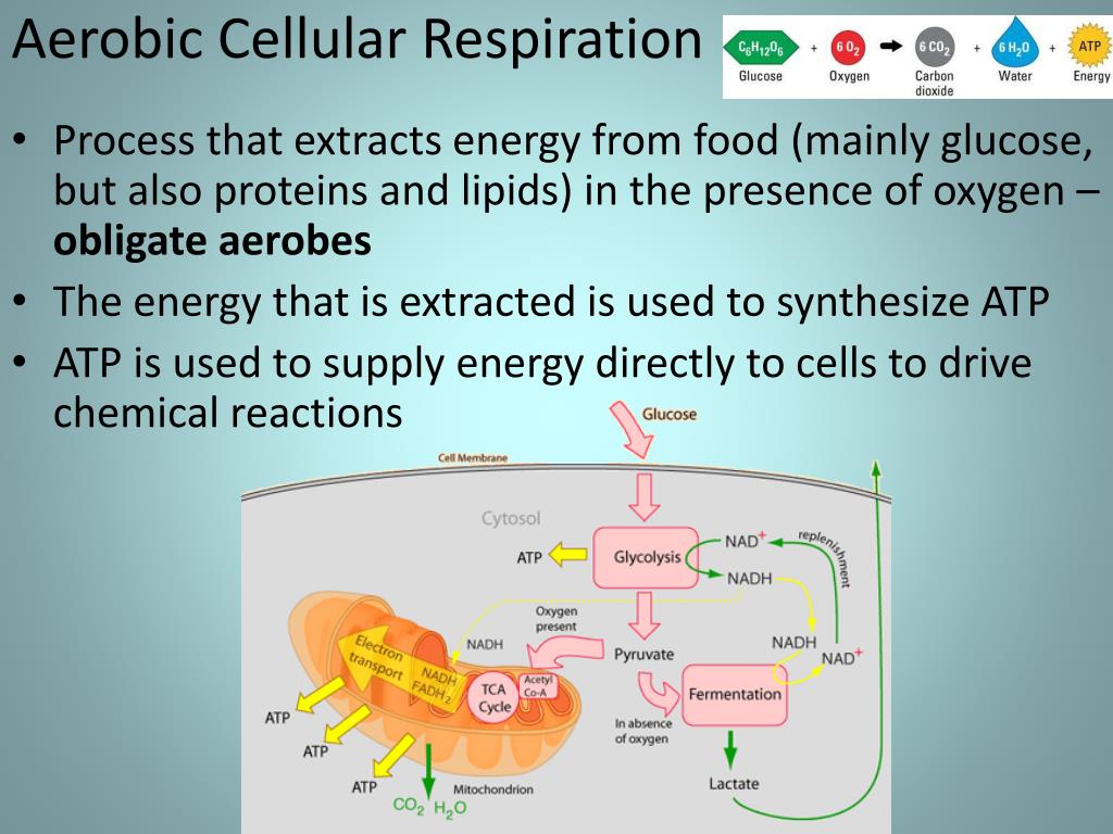 PPT - Aerobic Cellular Respiration PowerPoint Presentation, free ...