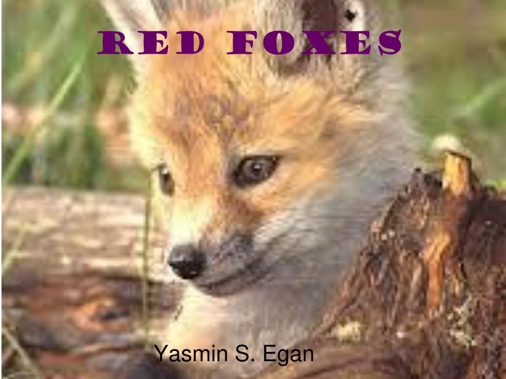 PPT - Red foxes PowerPoint Presentation, free download - ID:2830668