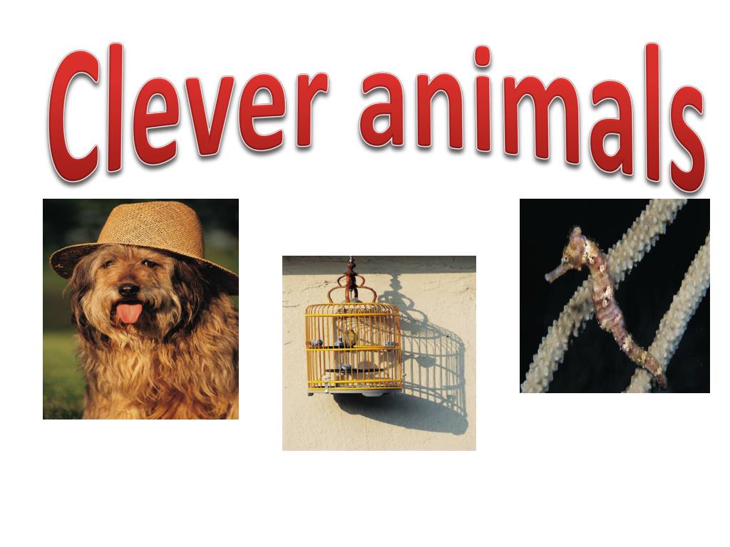 PPT - Clever animals PowerPoint Presentation, free download - ID:2830889