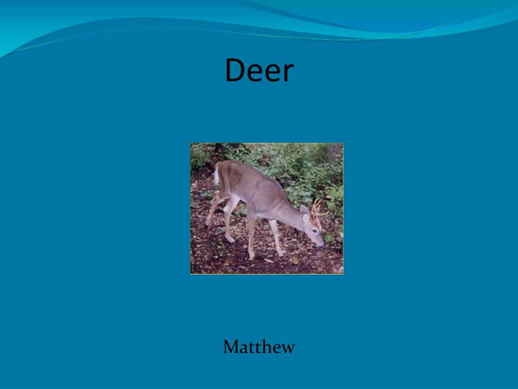 PPT - Deer PowerPoint Presentation, free download - ID:2833366