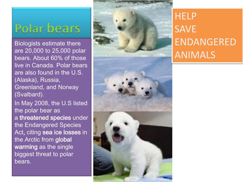 PPT - Polar bears PowerPoint Presentation, free download - ID:2834994