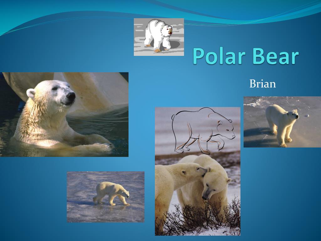 PPT - Polar Bear PowerPoint Presentation, free download - ID:2835189