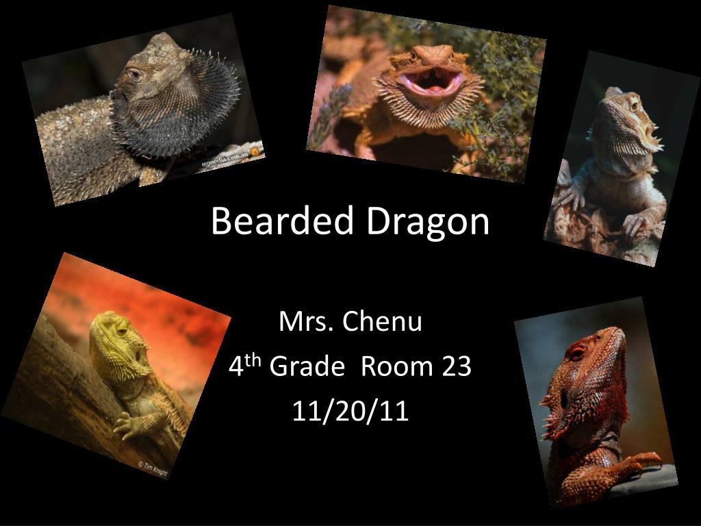 PPT - Bearded Dragon PowerPoint Presentation, free download - ID:2835208