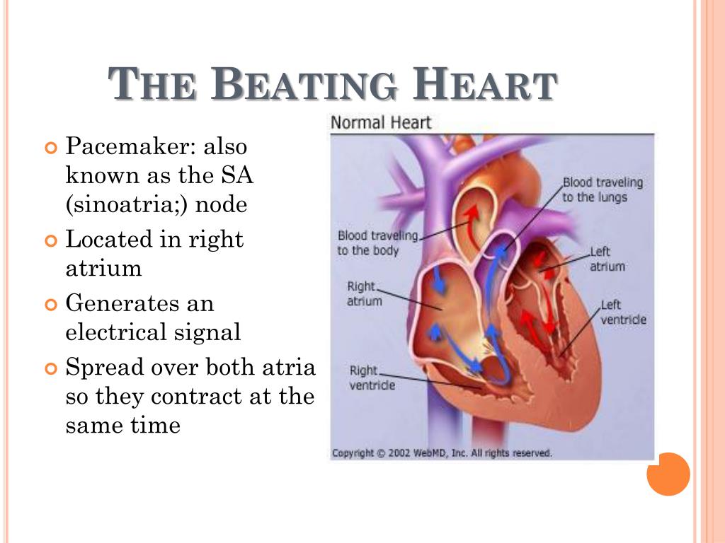 PPT - The Beating Heart PowerPoint Presentation, free download - ID:2836486