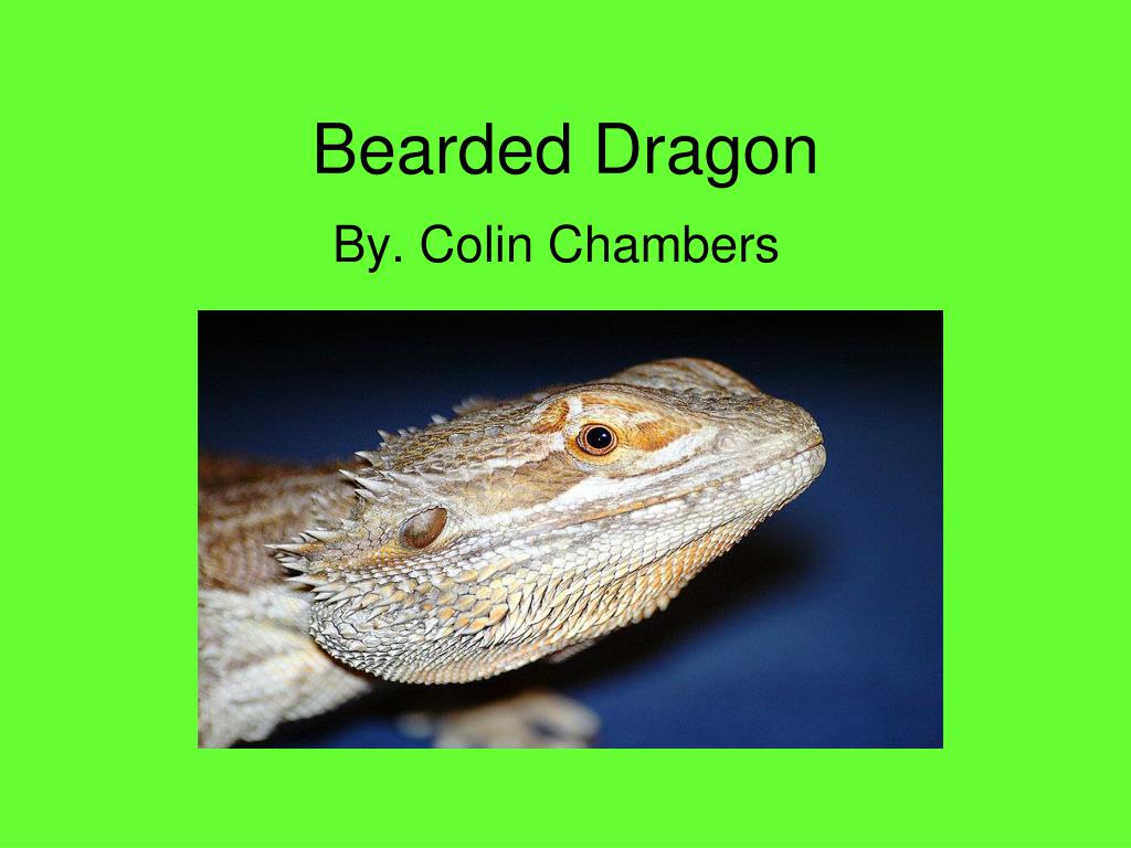 PPT - Bearded Dragon PowerPoint Presentation, free download - ID:2836494