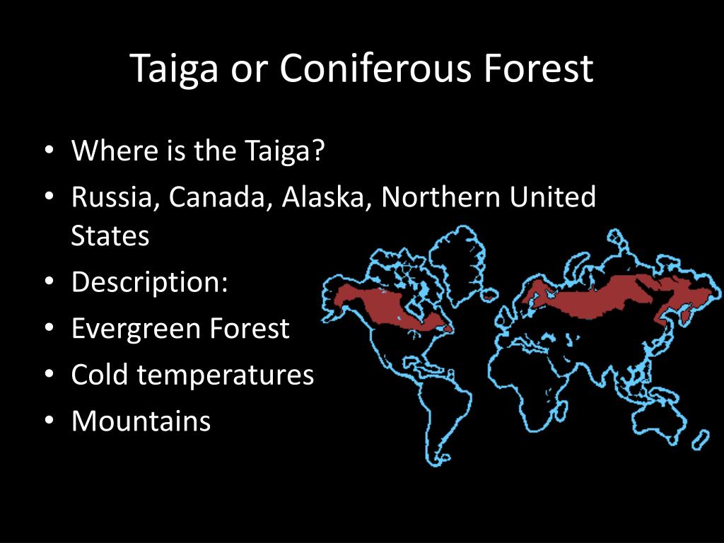 PPT - Taiga or Coniferous Forest PowerPoint Presentation, free download ...