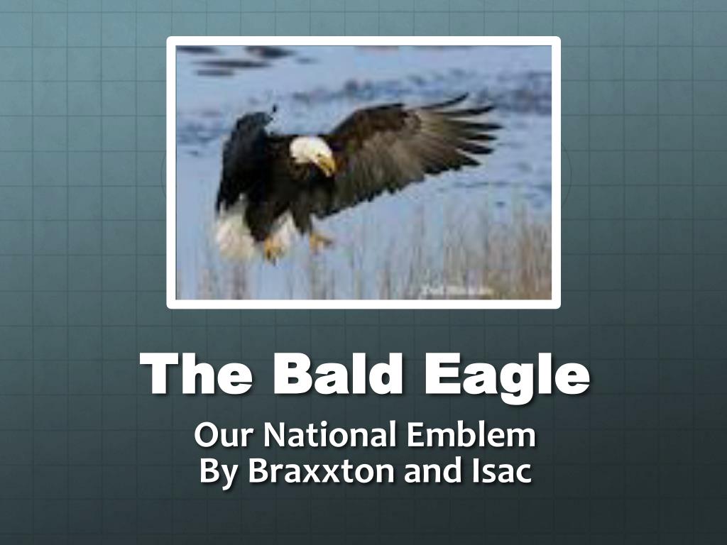 PPT - The Bald Eagle PowerPoint Presentation, free download - ID:2842639