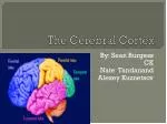 PPT - Cerebral cortex , primary cortical areas PowerPoint Presentation - ID:8731150