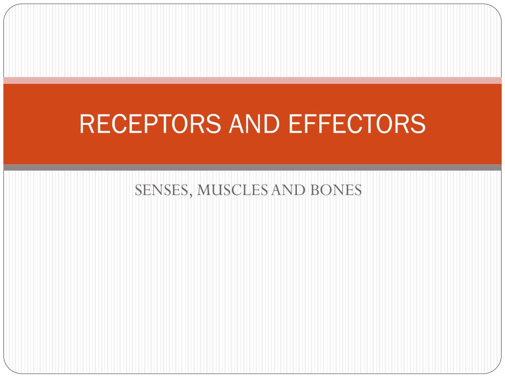 PPT - RECEPTORS AND EFFECTORS PowerPoint Presentation, free download ...