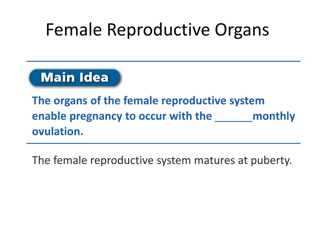 PPT - Female Reproductive Organs PowerPoint Presentation, free download ...