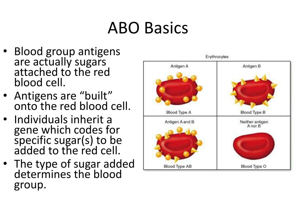 PPT - ABO Basics PowerPoint Presentation, free download - ID:2847005