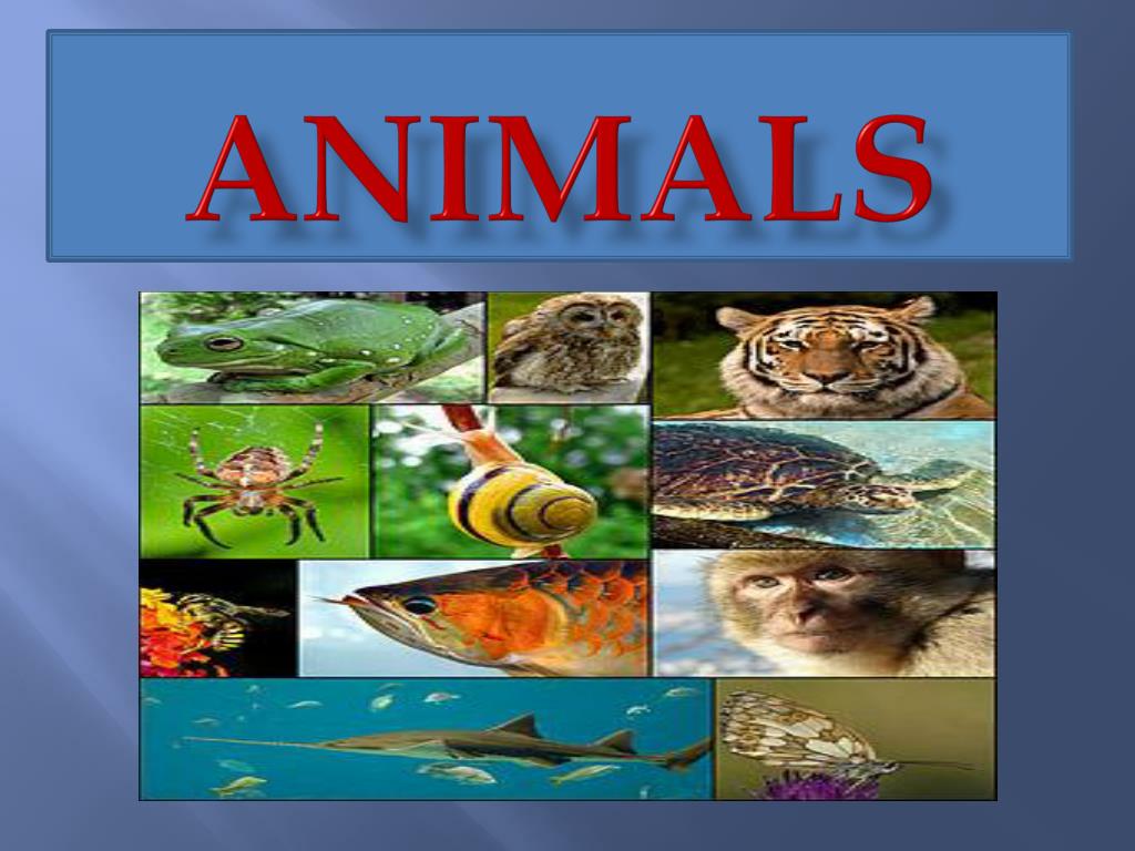 PPT - animals PowerPoint Presentation, free download - ID:2848978