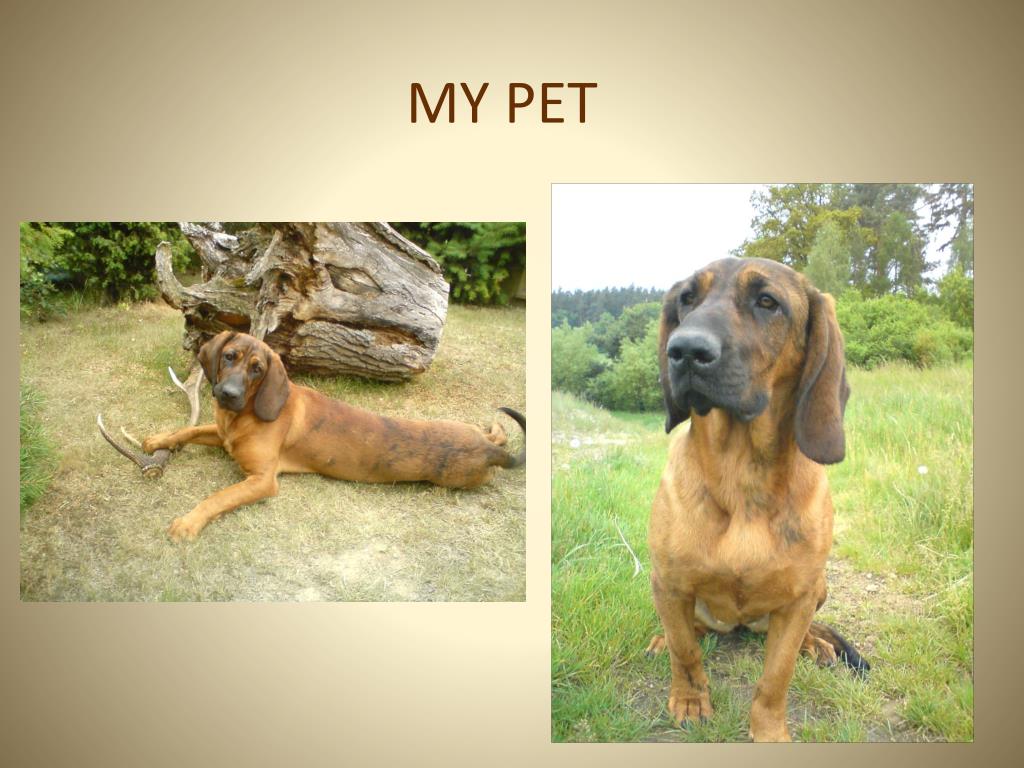 PPT - MY PET PowerPoint Presentation, free download - ID:2850040