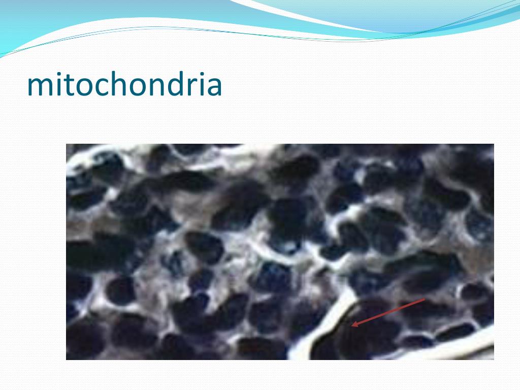 PPT - mitochondria PowerPoint Presentation, free download - ID:2851202