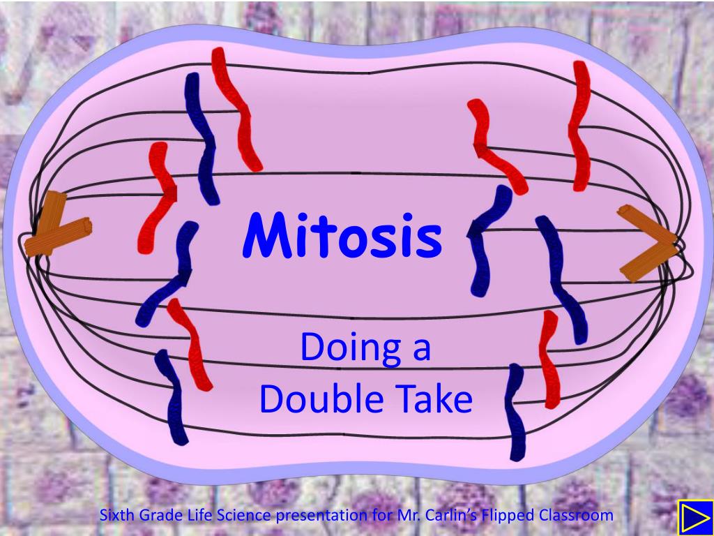 PPT - Mitosis PowerPoint Presentation, free download - ID:2852093