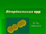 PPT - Streptococcus spp PowerPoint Presentation, free download - ID:894017