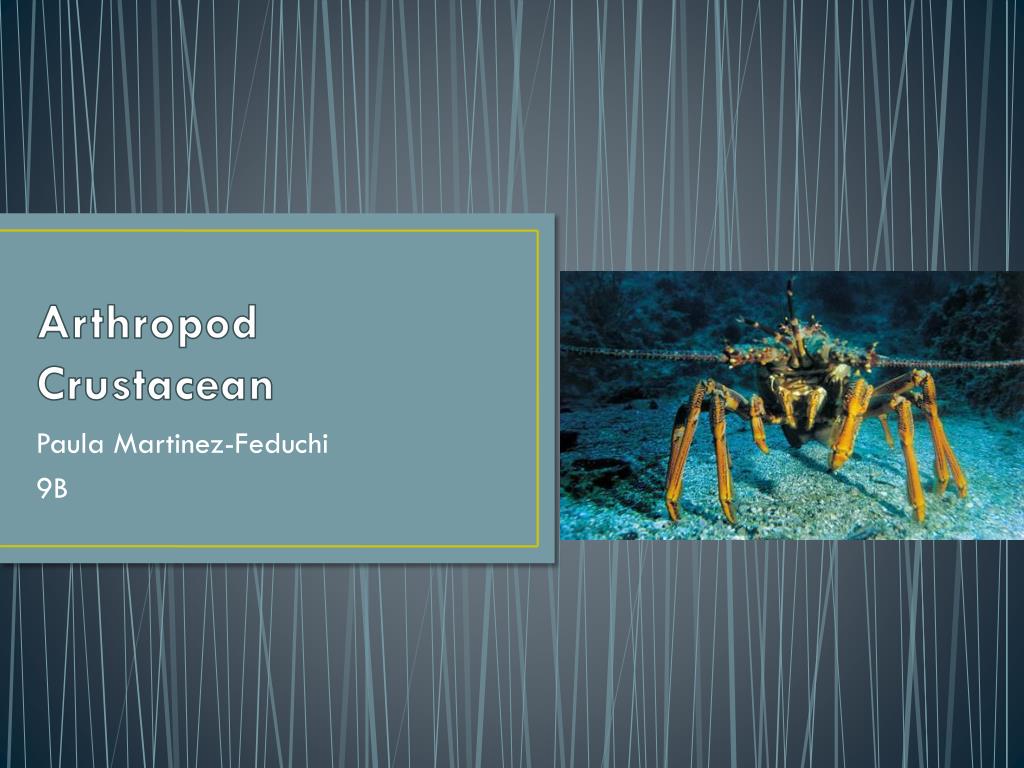 PPT - Arthropod Crustacean PowerPoint Presentation, free download - ID ...