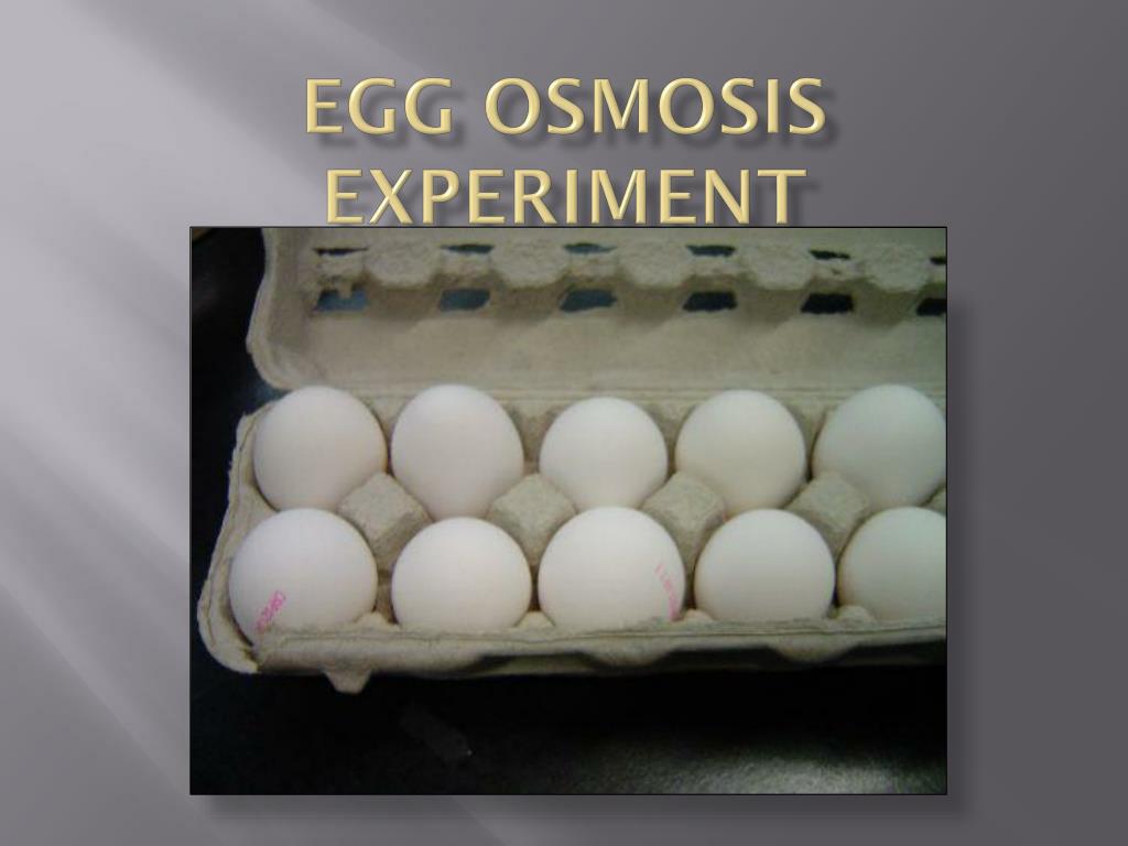 PPT - Egg Osmosis Experiment PowerPoint Presentation, free download ...