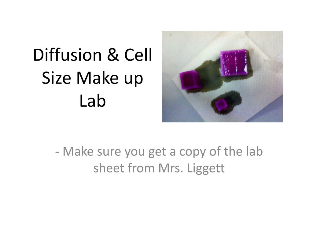 PPT - Diffusion & Cell Size Make up Lab PowerPoint Presentation - ID:2865994