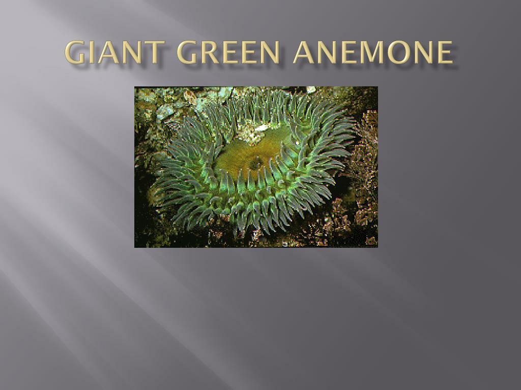 PPT - Giant Green Anemone PowerPoint Presentation, free download - ID:2866474