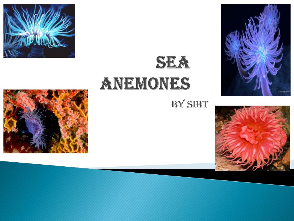 PPT - Sea Anemones PowerPoint Presentation, free download - ID:2866487