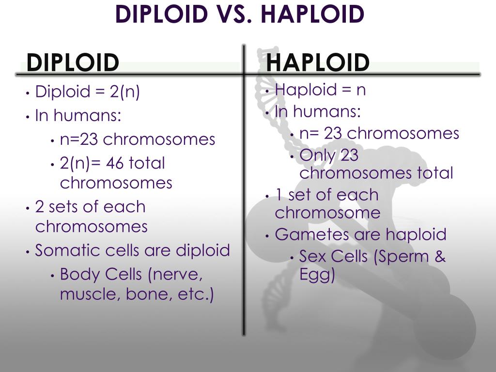 PPT - DIPLOID VS. HAPLOID PowerPoint Presentation, free download - ID ...