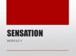 PPT - Sensation PowerPoint Presentation, free download - ID:196855