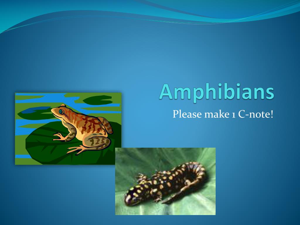 PPT - Amphibians PowerPoint Presentation, free download - ID:2868042