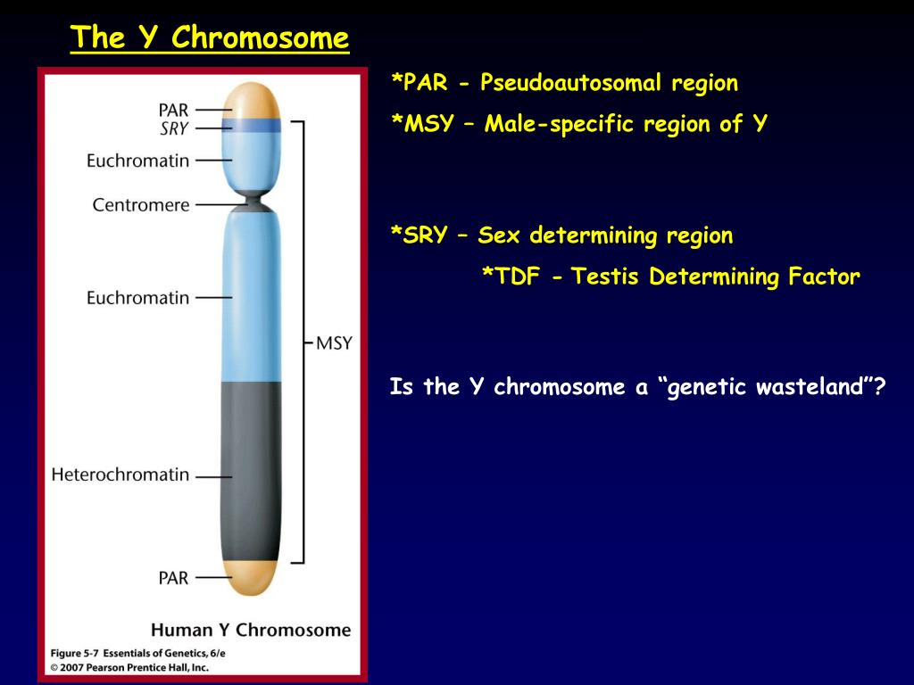 PPT - The Y Chromosome PowerPoint Presentation, free download - ID:2874253