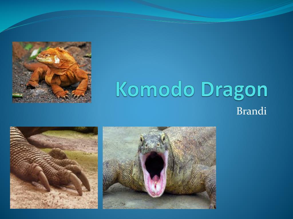 PPT - Komodo Dragon PowerPoint Presentation, free download - ID:2874768