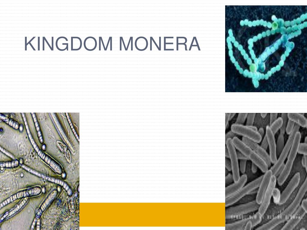 PPT - KINGDOM MONERA PowerPoint Presentation, free download - ID:2876099