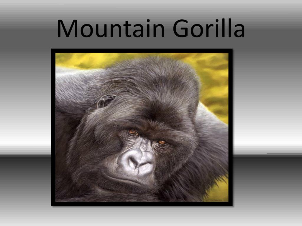 PPT - Mountain Gorilla PowerPoint Presentation, free download - ID:2881450